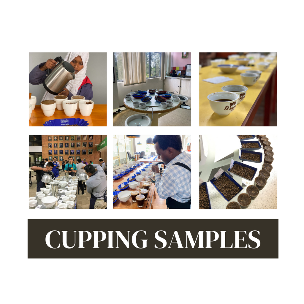 熟豆樣品 - Roasted coffee samples – ErgosCoffee.com